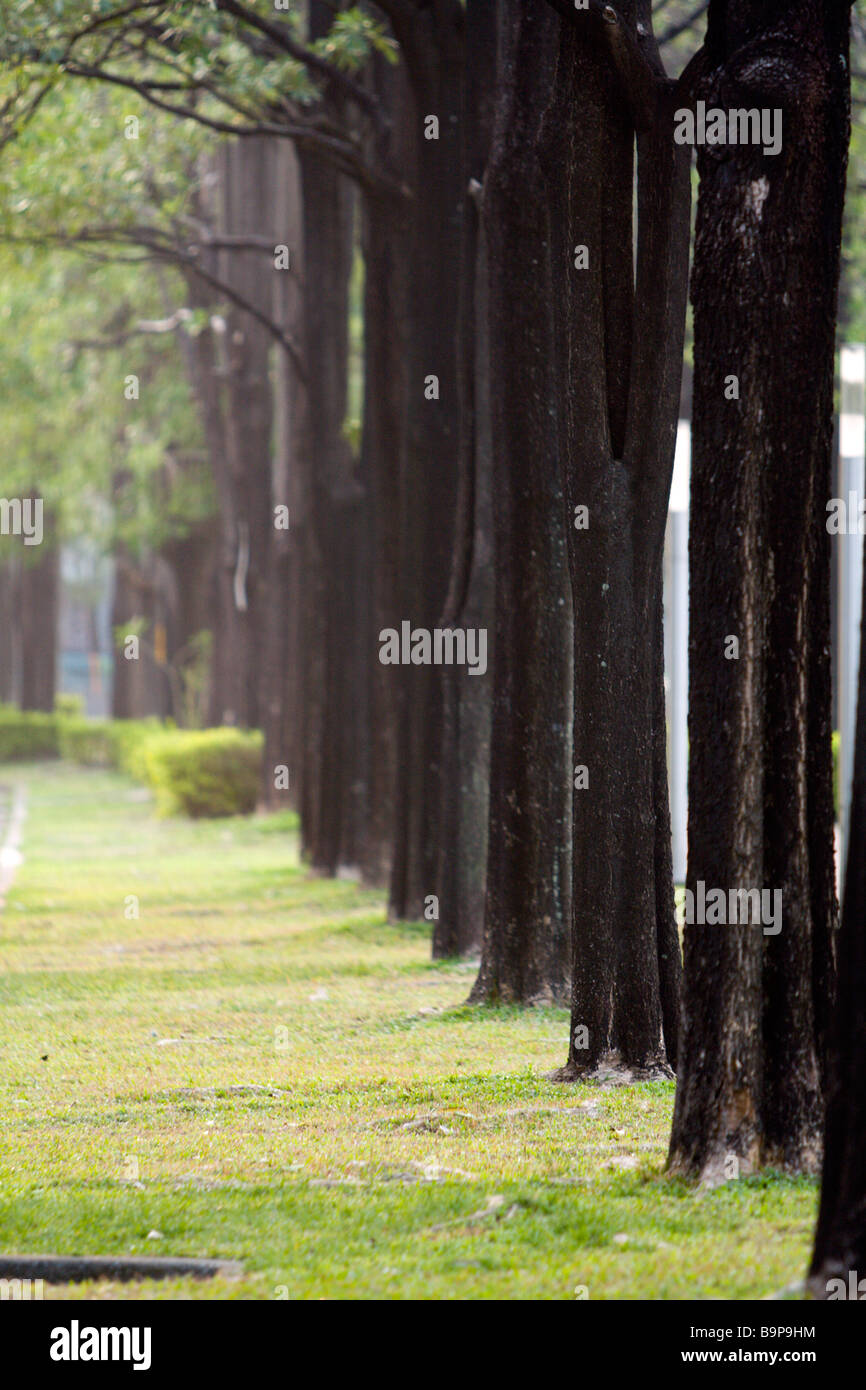 Row of blackboard trees (Alstonia scholaris) along 'Xingda Green Park ...
