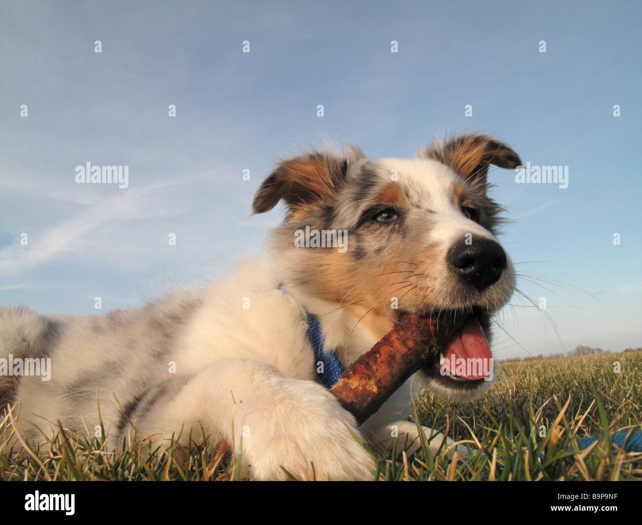 Sheltie puppy chewing on stick outdoors Stock Photo - Alamy