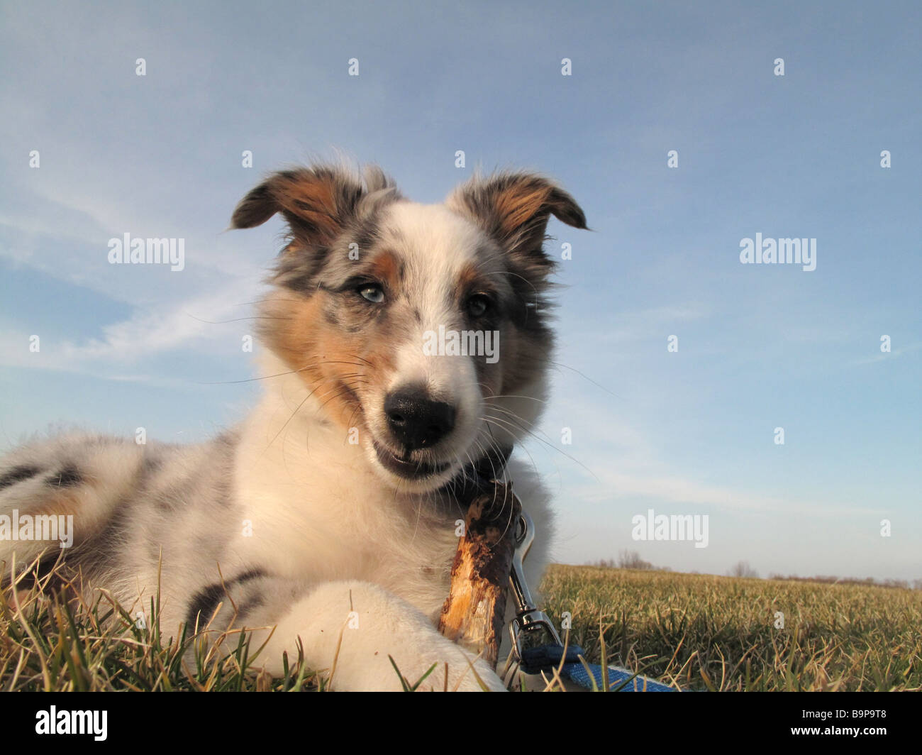 Sheltie puppy chewing on stick outdoors Stock Photo - Alamy