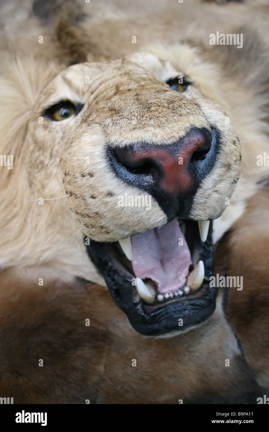 Savage african lions hi-res stock photography and images - Alamy