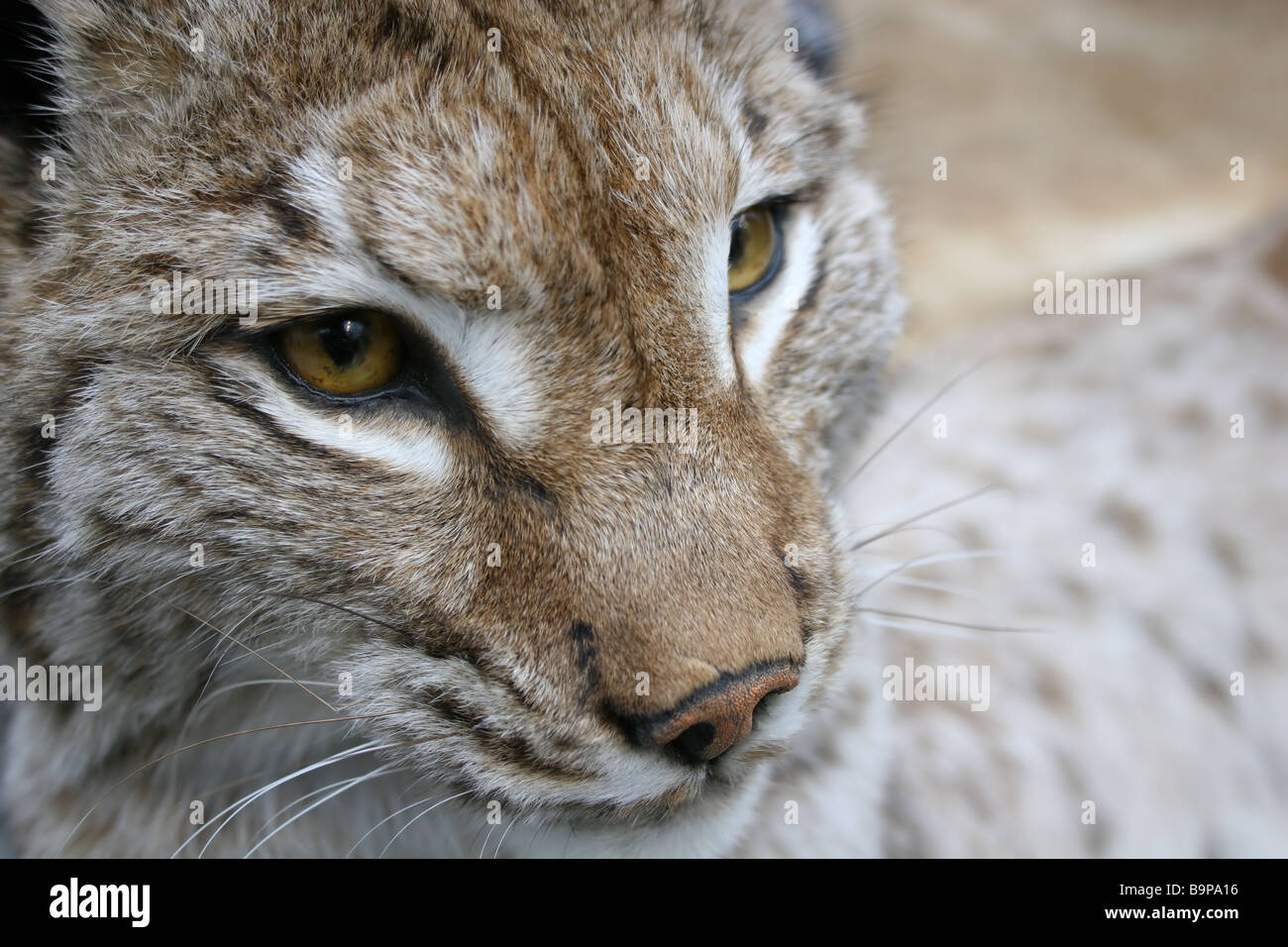 Lynx linx hi-res stock photography and images - Alamy