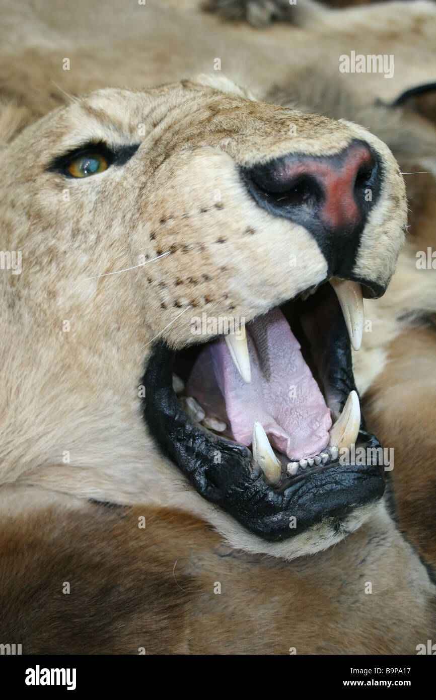 Savage african lions hi-res stock photography and images - Alamy