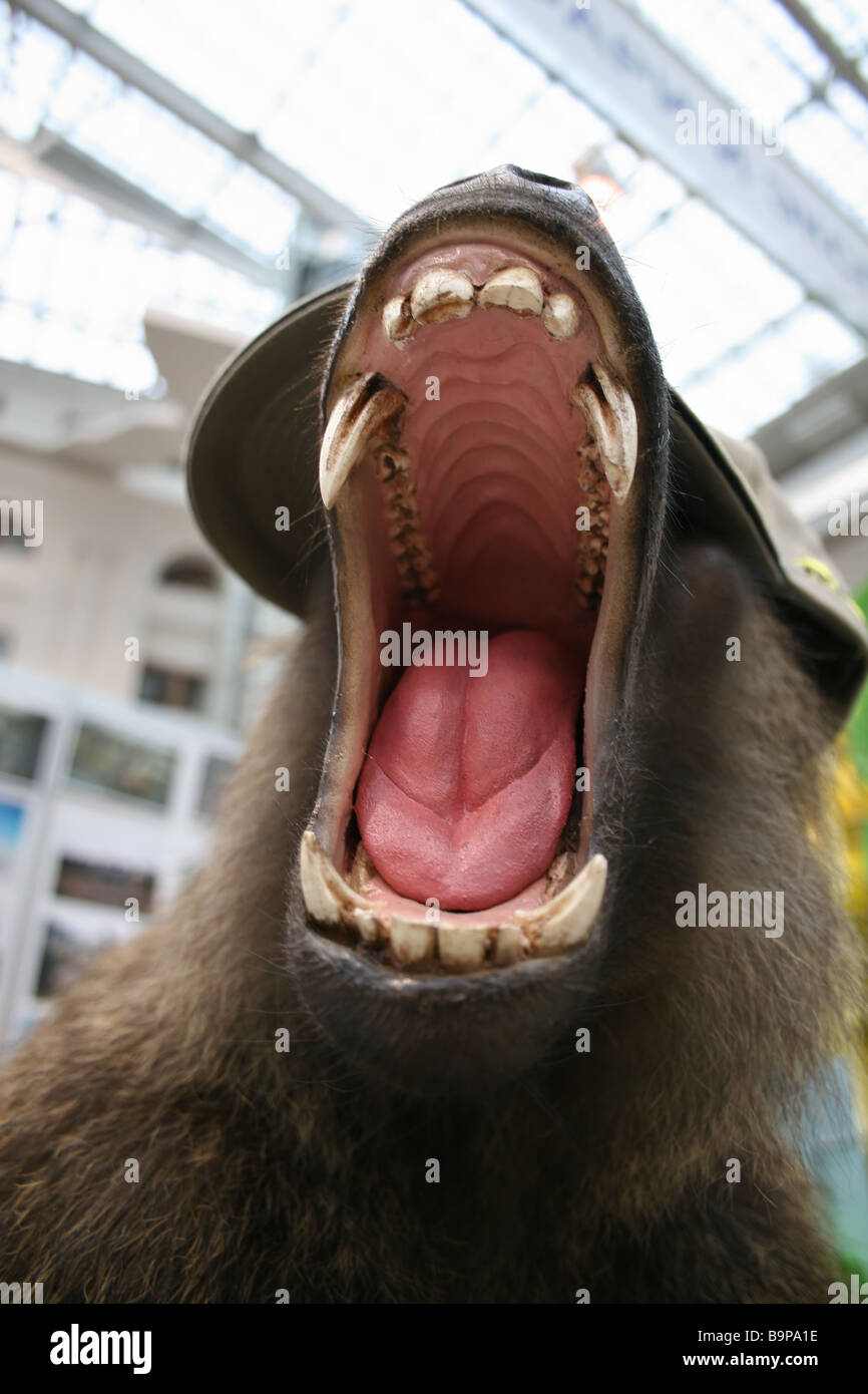 Monkey ears hi-res stock photography and images - Alamy