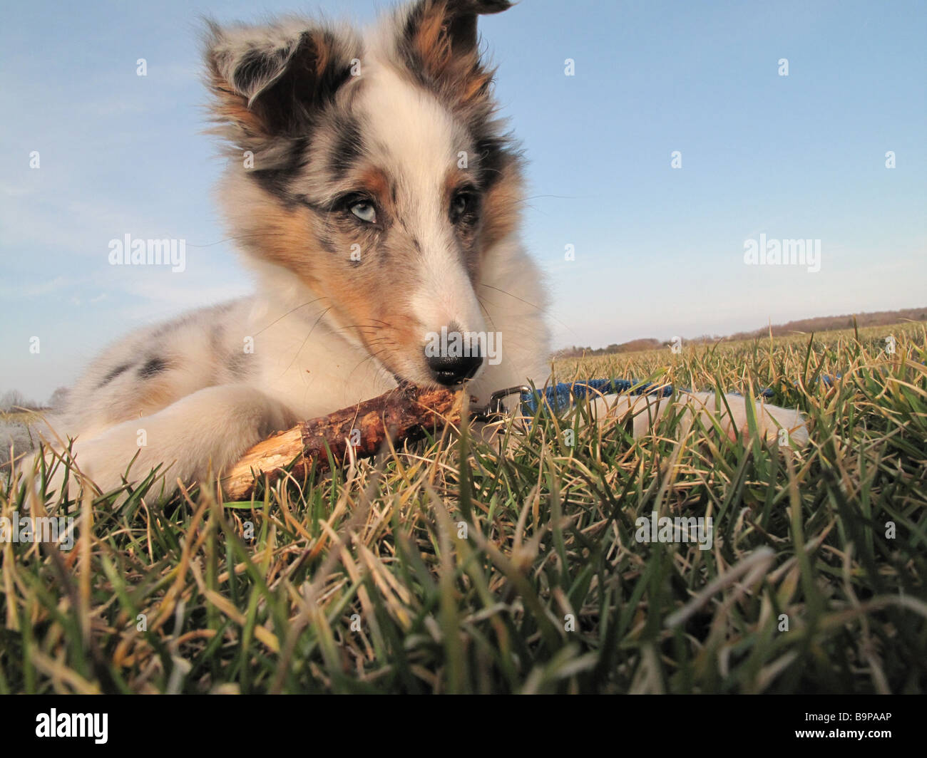 Cute sheltie hi-res stock photography and images - Alamy