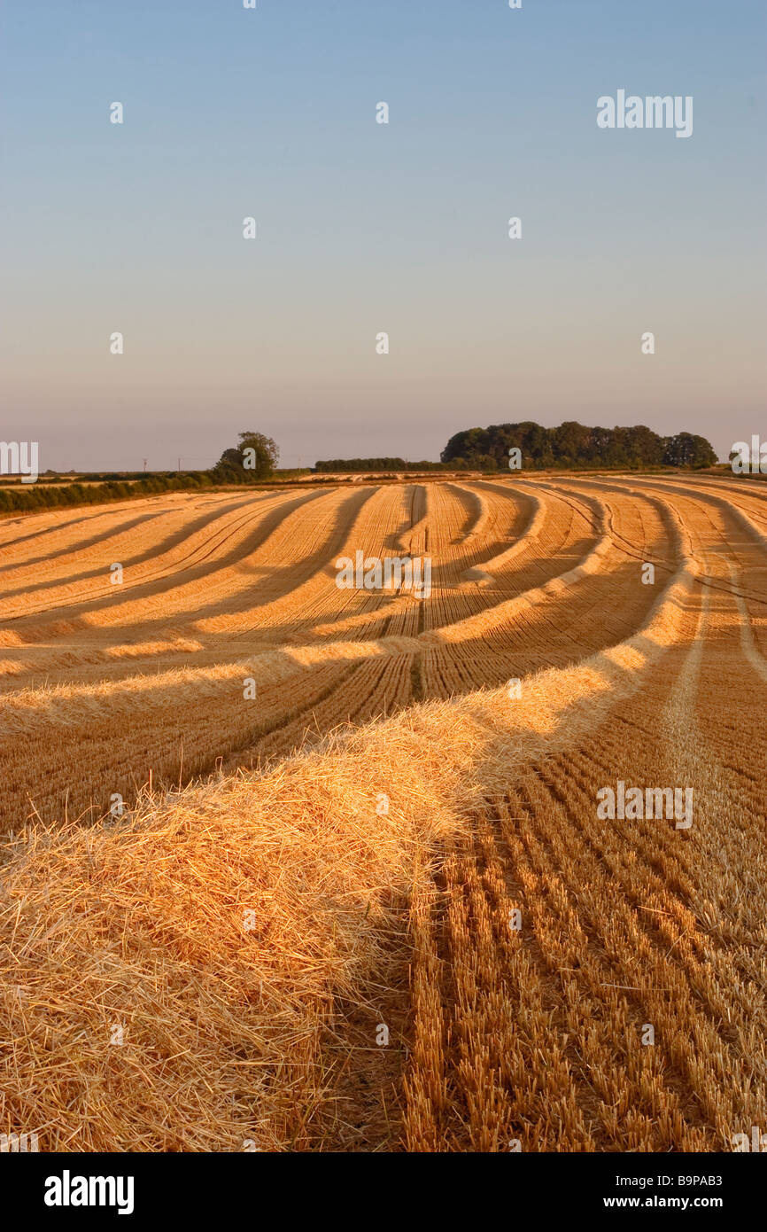 Corn Field at Sunset South Dalton near Beverley East Yorkshire England ...