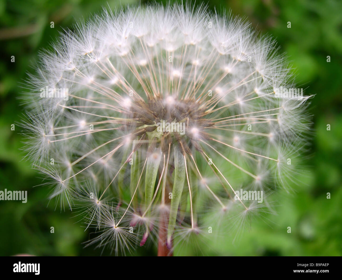 Weak seeds hi-res stock photography and images - Alamy