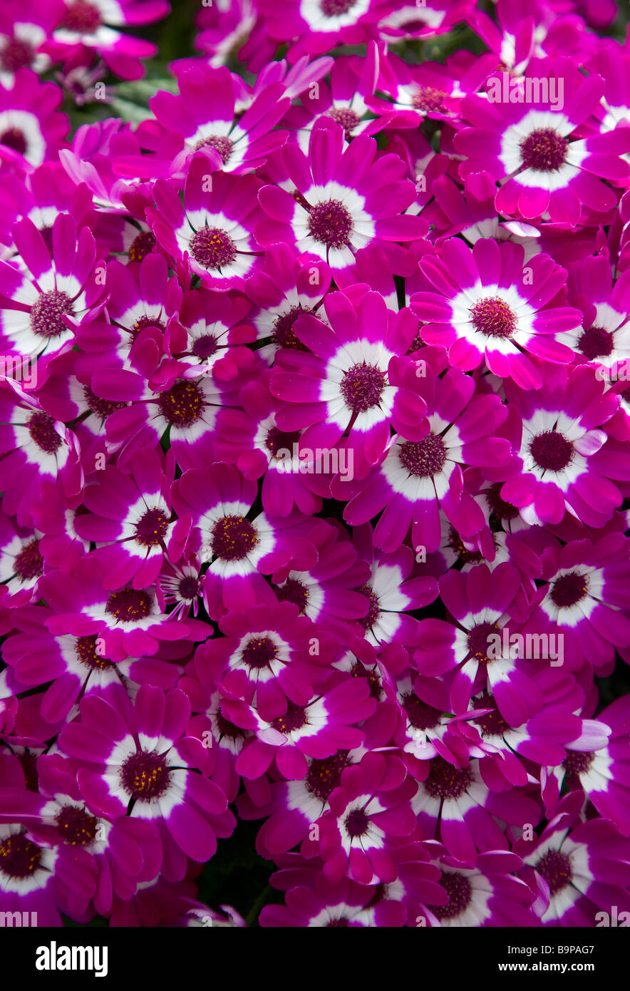 Flowers background uk hi-res stock photography and images - Alamy