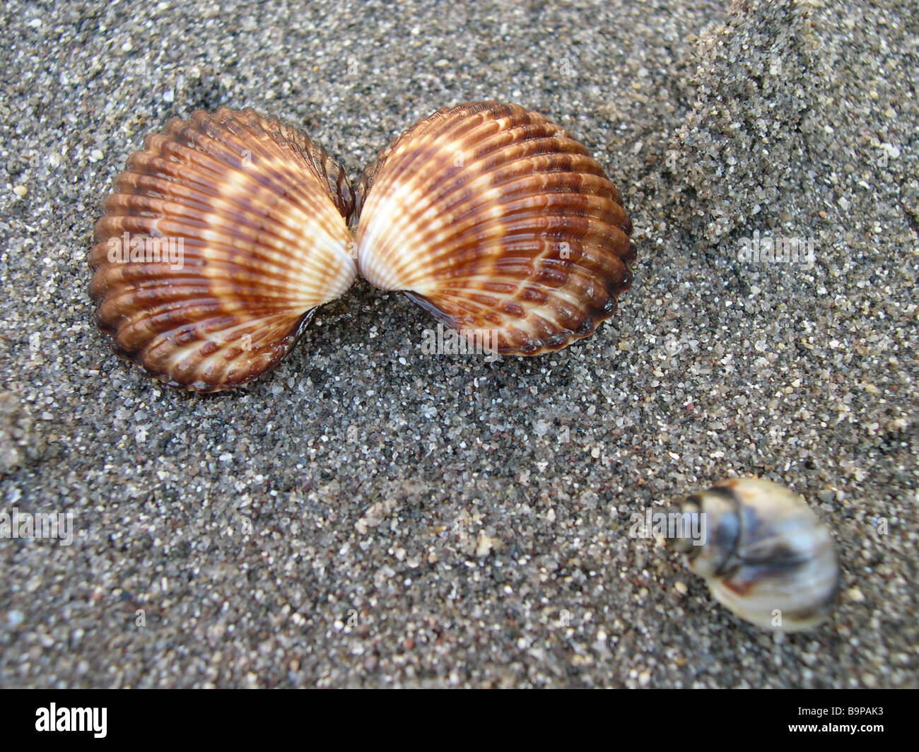 seashell on beach sand Stock Photo - Alamy