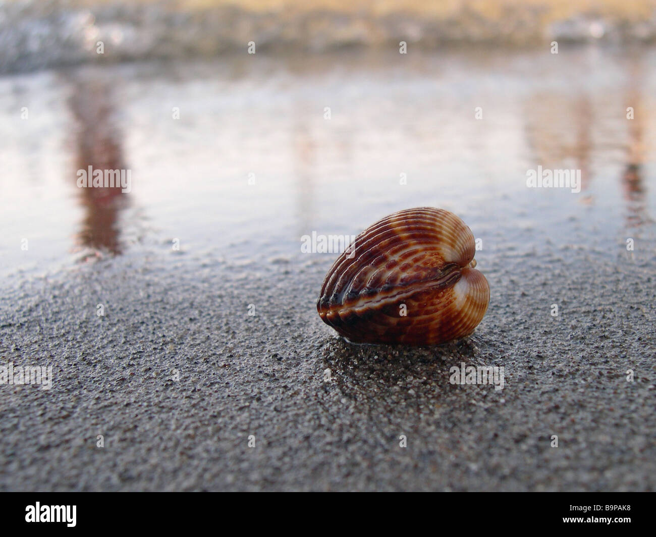 seashell on beach Stock Photo - Alamy