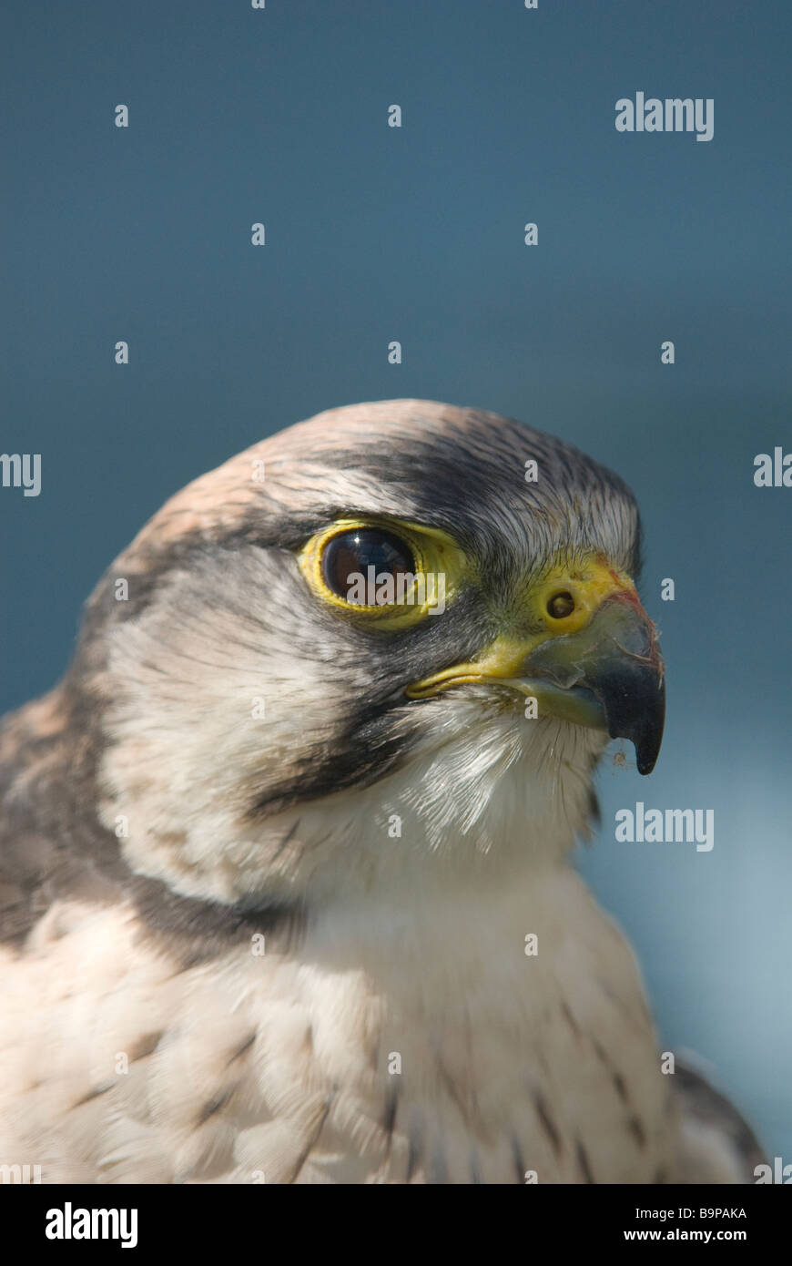Perigrene falcon hi-res stock photography and images - Alamy