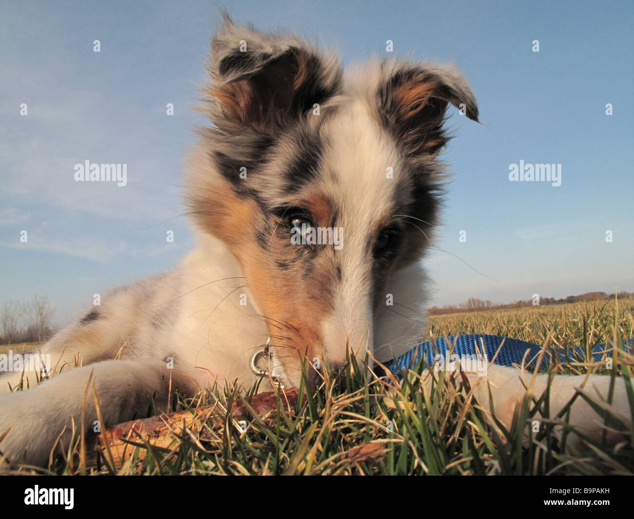Chewing on stick hi-res stock photography and images - Alamy