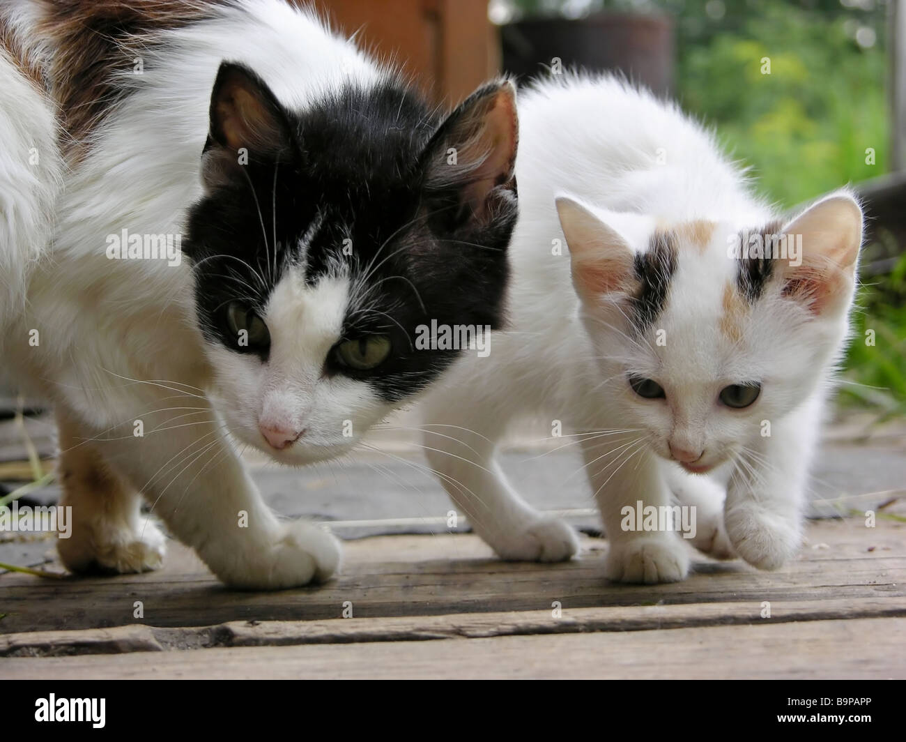 cat and kitty Stock Photo - Alamy