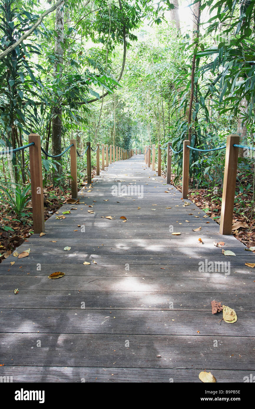 Rain tree singapore botanic gardens hi-res stock photography and images ...