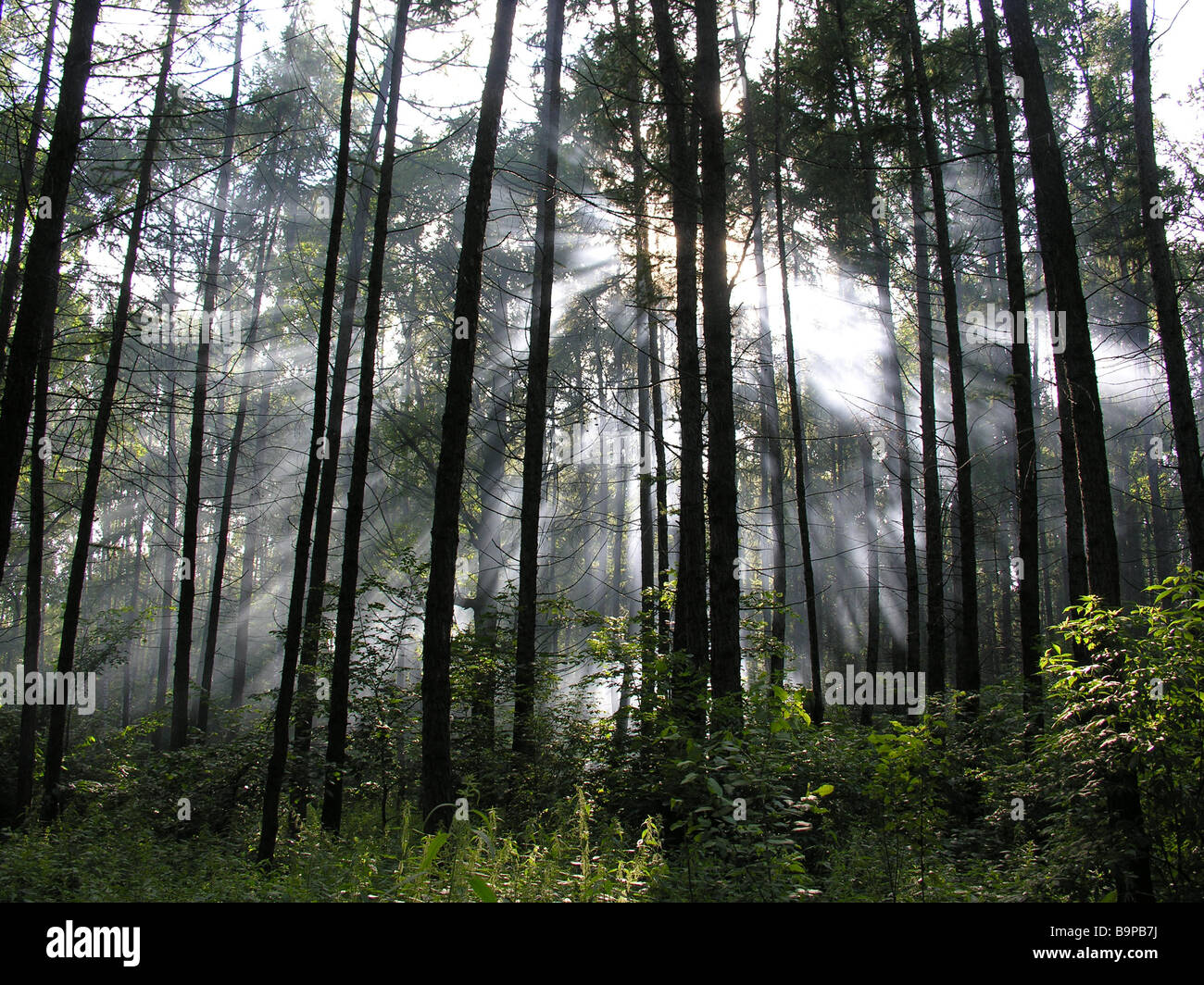 sun streaming through trees in the woods Stock Photo - Alamy