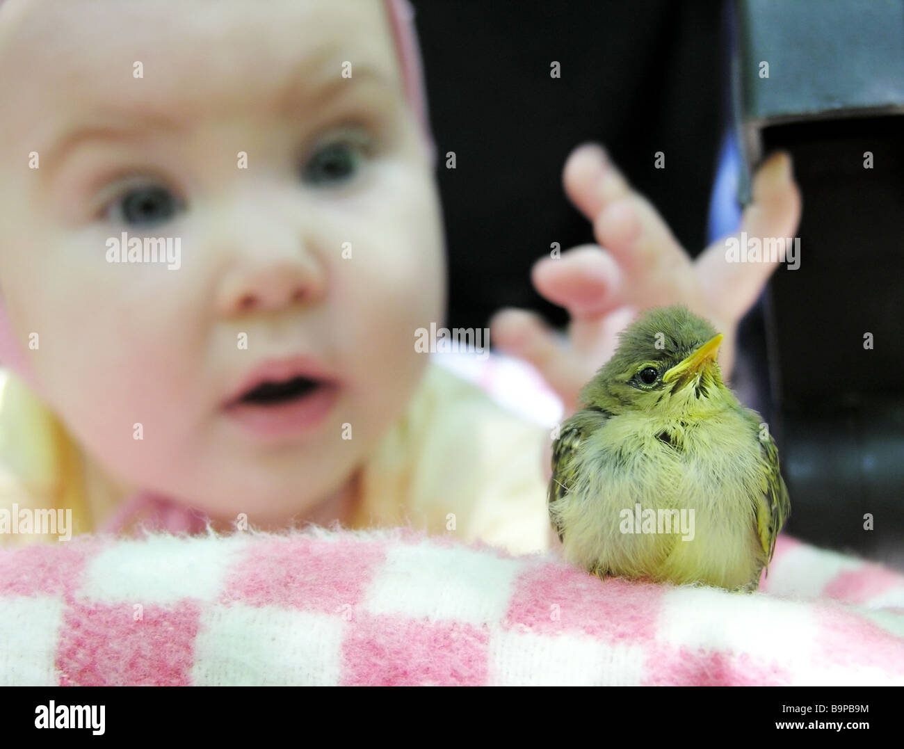 happy birthday, birdy Stock Photo - Alamy