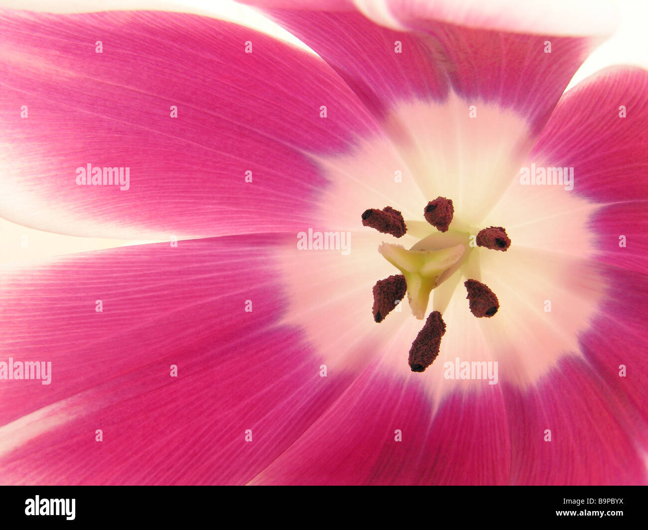 Tulip dutch design hi-res stock photography and images - Alamy