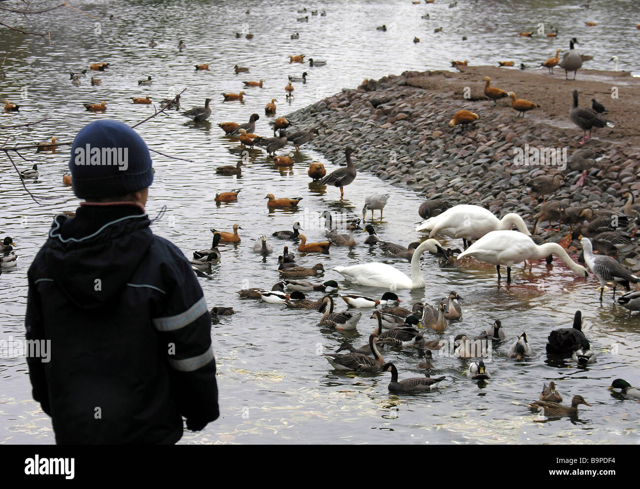 boy watch on birds Stock Photo - Alamy
