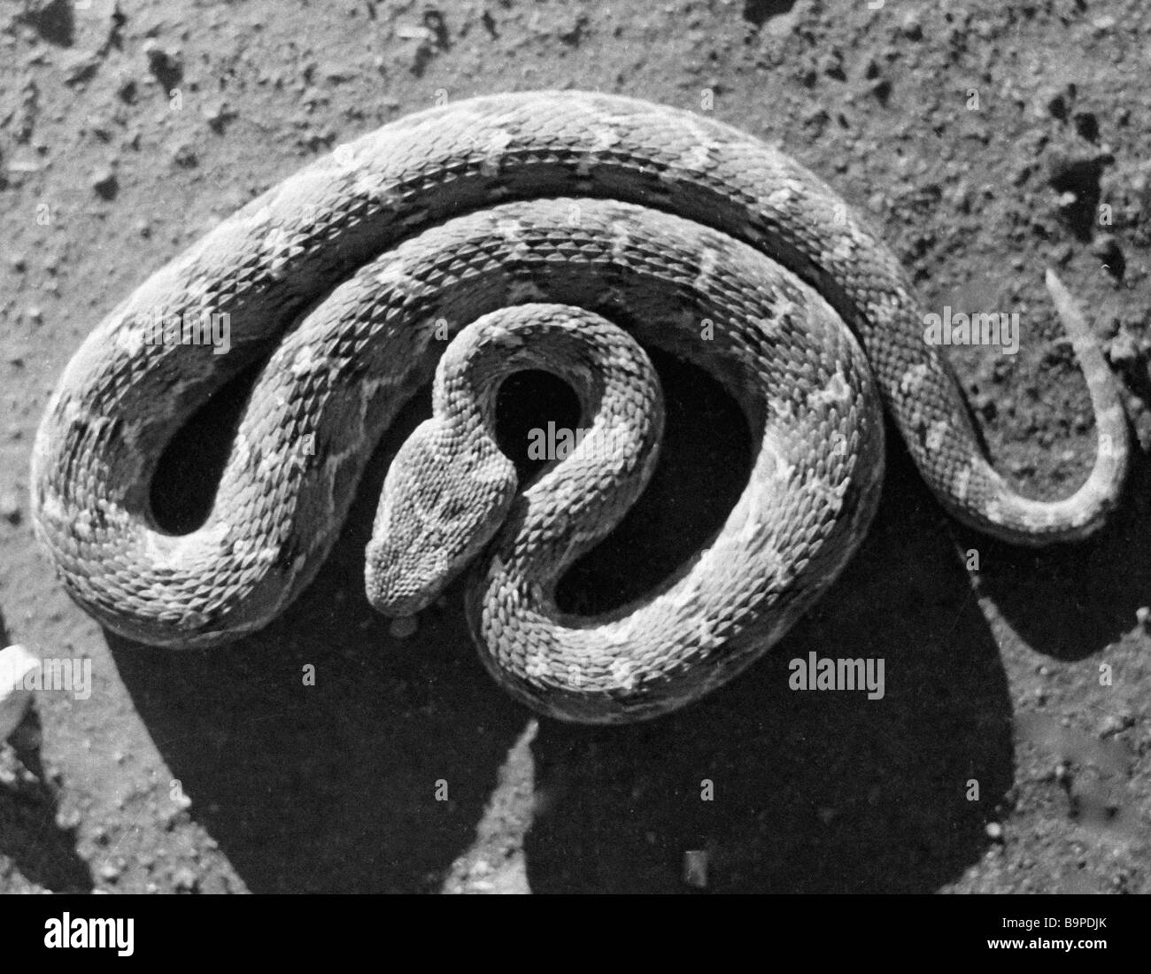 A carpet viper in the Badkhyz state nature reserve Turkmenia Stock ...