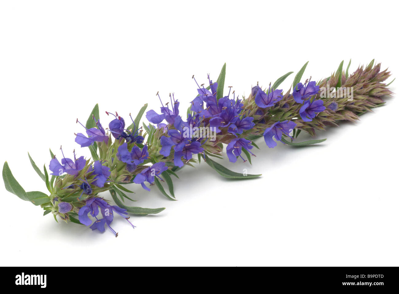 Hyssop hi-res stock photography and images - Alamy
