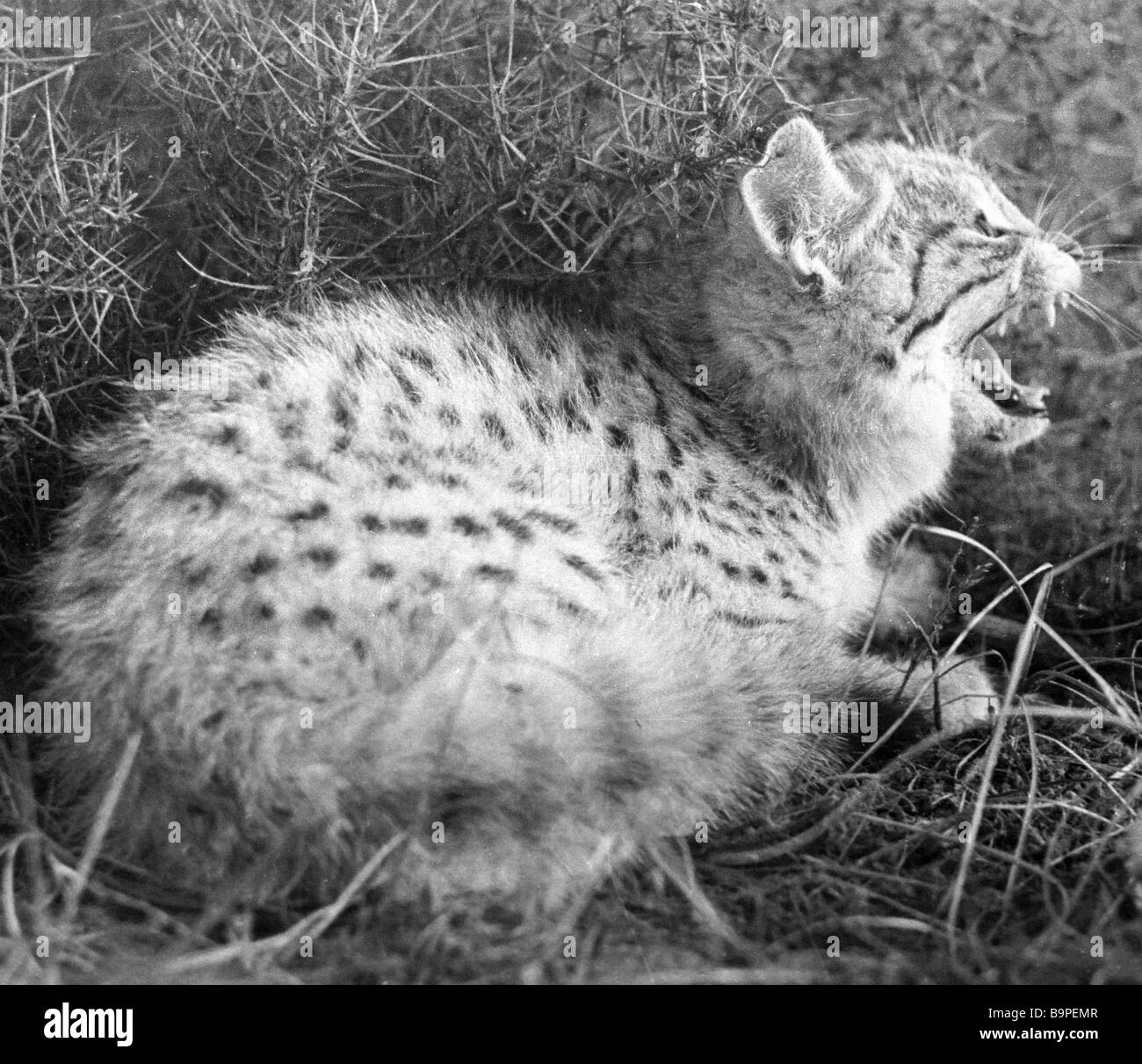 A steppe cat in the Badkhyz State Reserve Stock Photo - Alamy