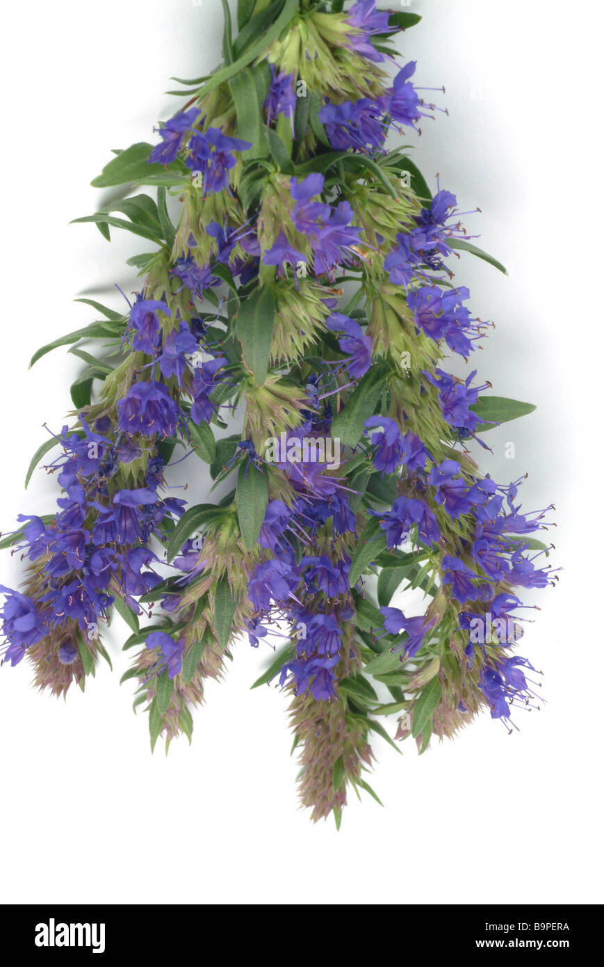 Medicinal plant Ysop Hyssop Hyssopus officinalis Stock Photo - Alamy