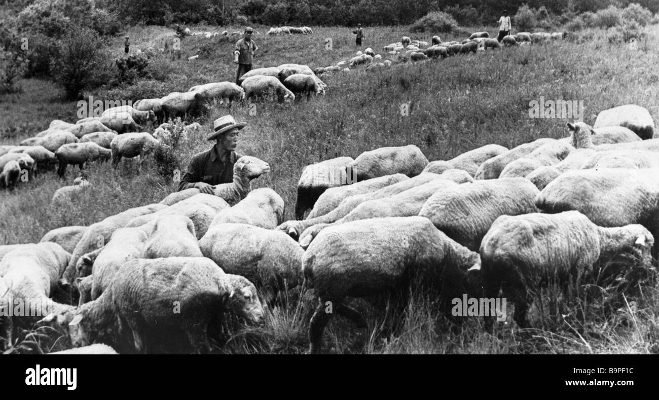 Shepherd and his sheep Stock Photo - Alamy