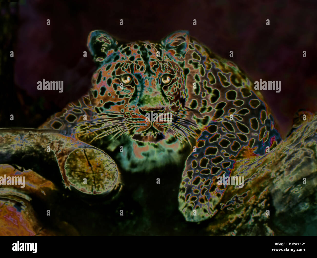 Leopard cat japan hi-res stock photography and images - Alamy