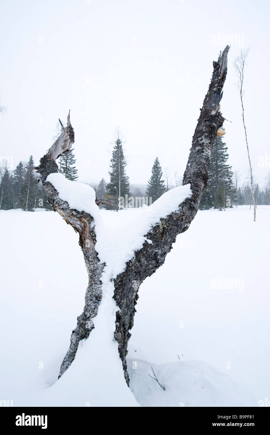 Tree with snow in winter, Dalarna, Sweden Stock Photo - Alamy