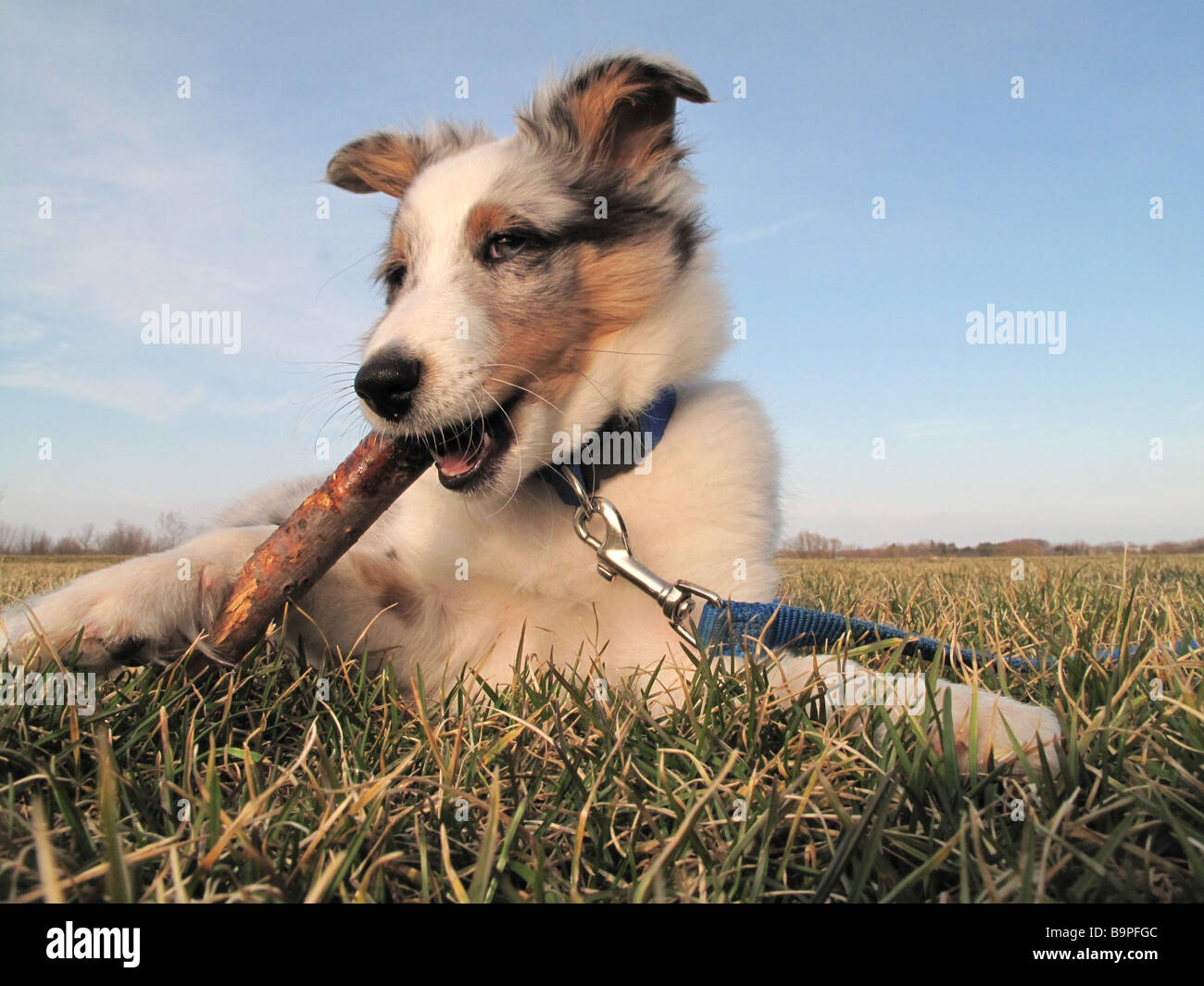 Sheltie puppy chewing on stick outdoors Stock Photo - Alamy