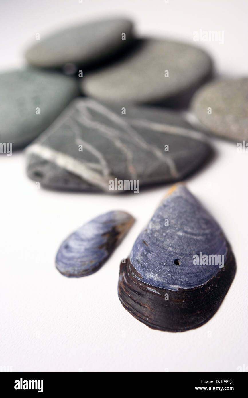 Blue Mussel shells with pebbles Stock Photo - Alamy