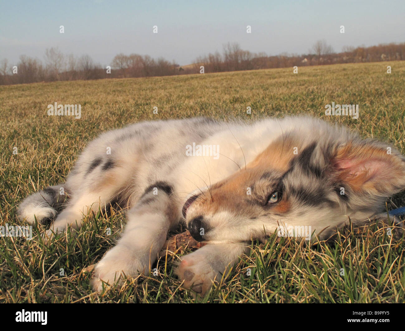 Sheltie puppy chewing on stick outdoors Stock Photo - Alamy