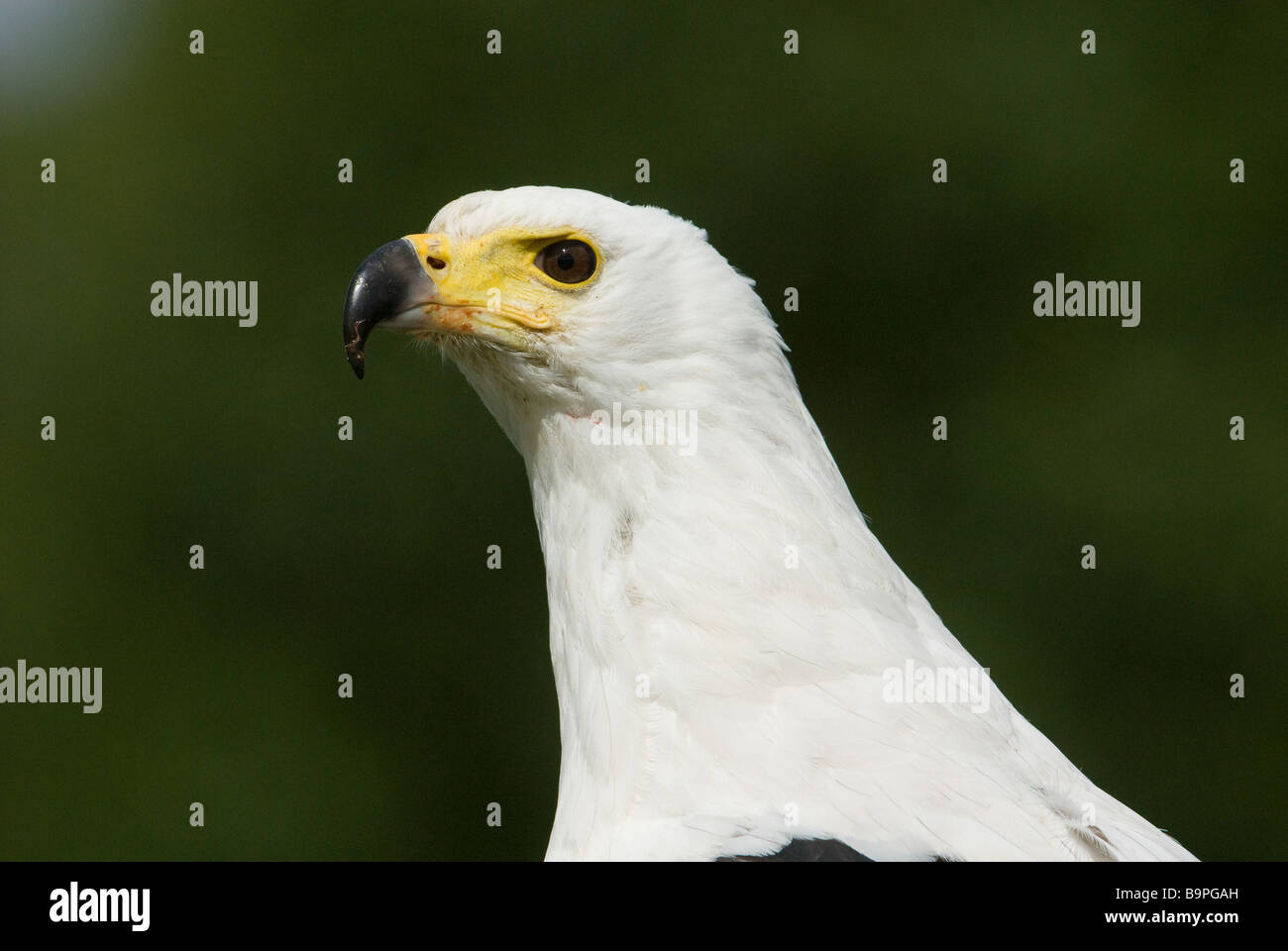 Eagle fish hi-res stock photography and images - Alamy