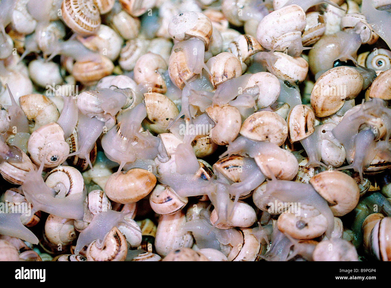 Spain, Andalusia, Cadiz, the fish market, a stall vending snails ...