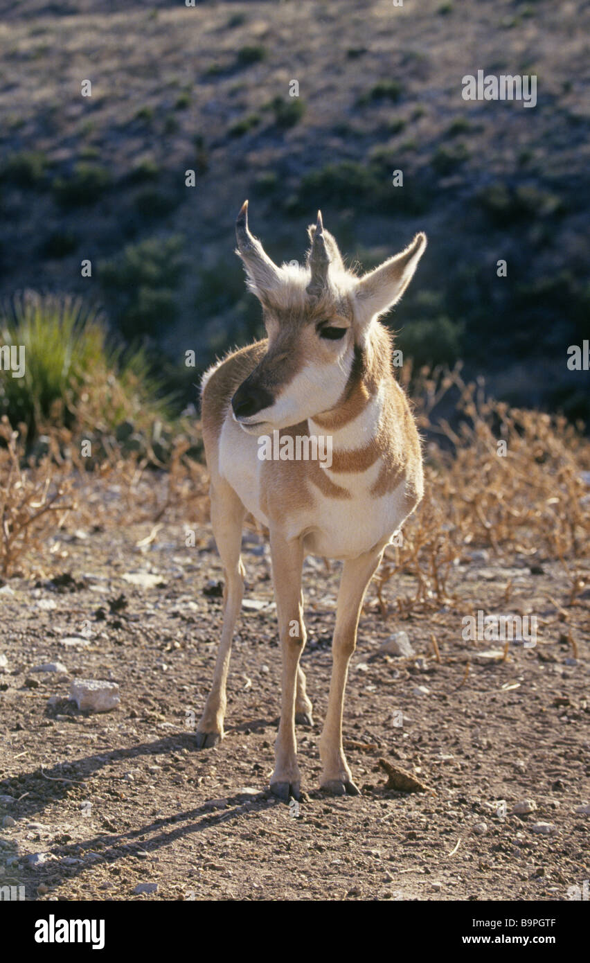 American pronghorn antelope portrait hi-res stock photography and ...