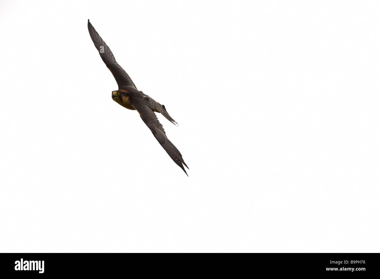 Swooping falcon hi-res stock photography and images - Alamy