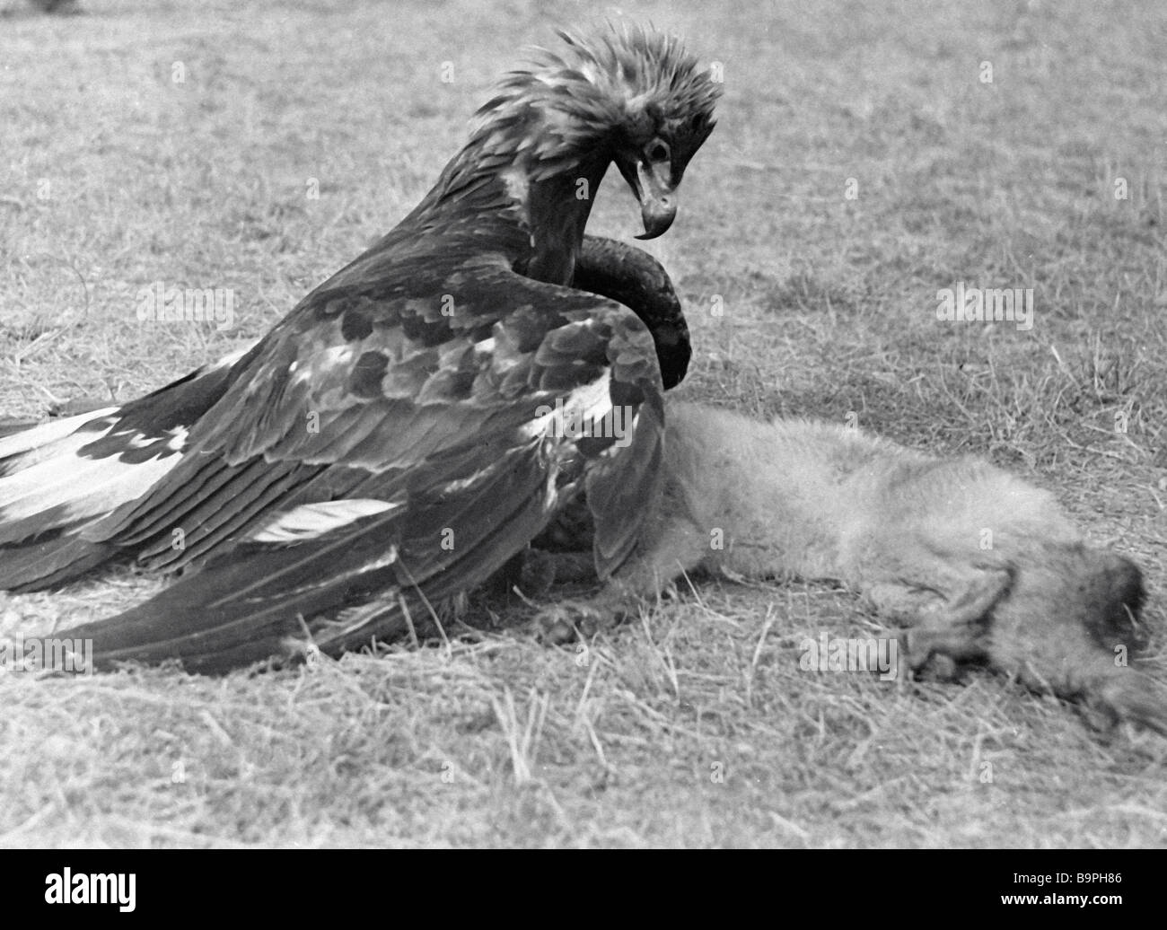 Hunting golden eagle holding a fox in its claws during a traditional ...