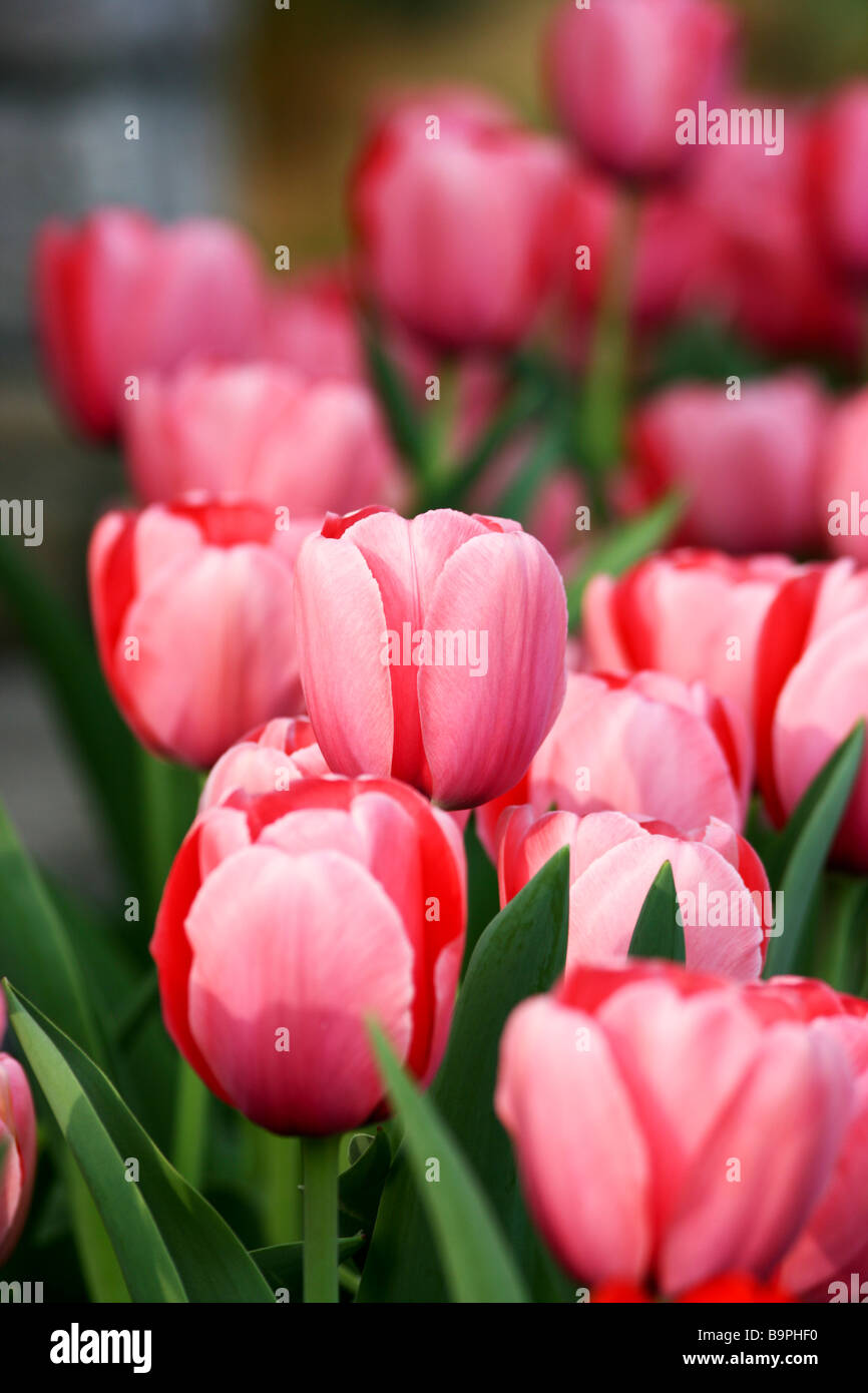 The field hi-res stock photography and images - Alamy