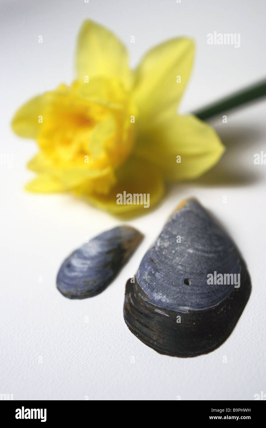 Cornish shells hi-res stock photography and images - Alamy