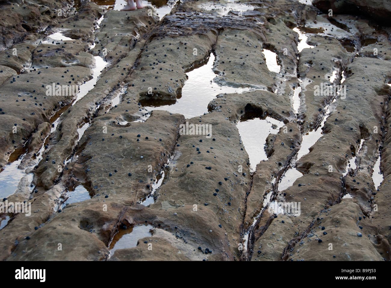 Central coast nrth of Sydney Australia typical marine rock shelf Stock ...