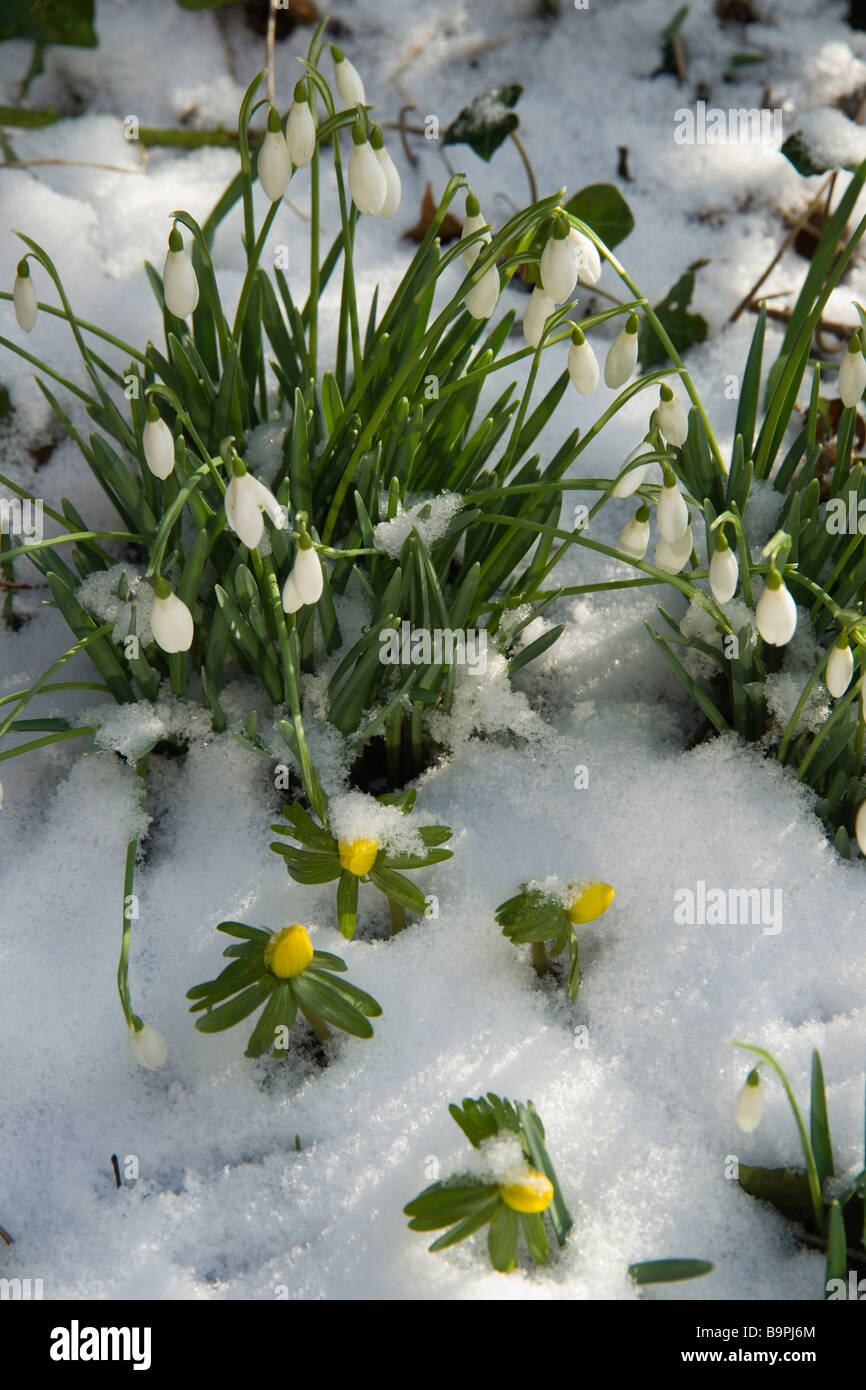 Flowers in late winter snow Scotland snowdrops and winter aconite or ...