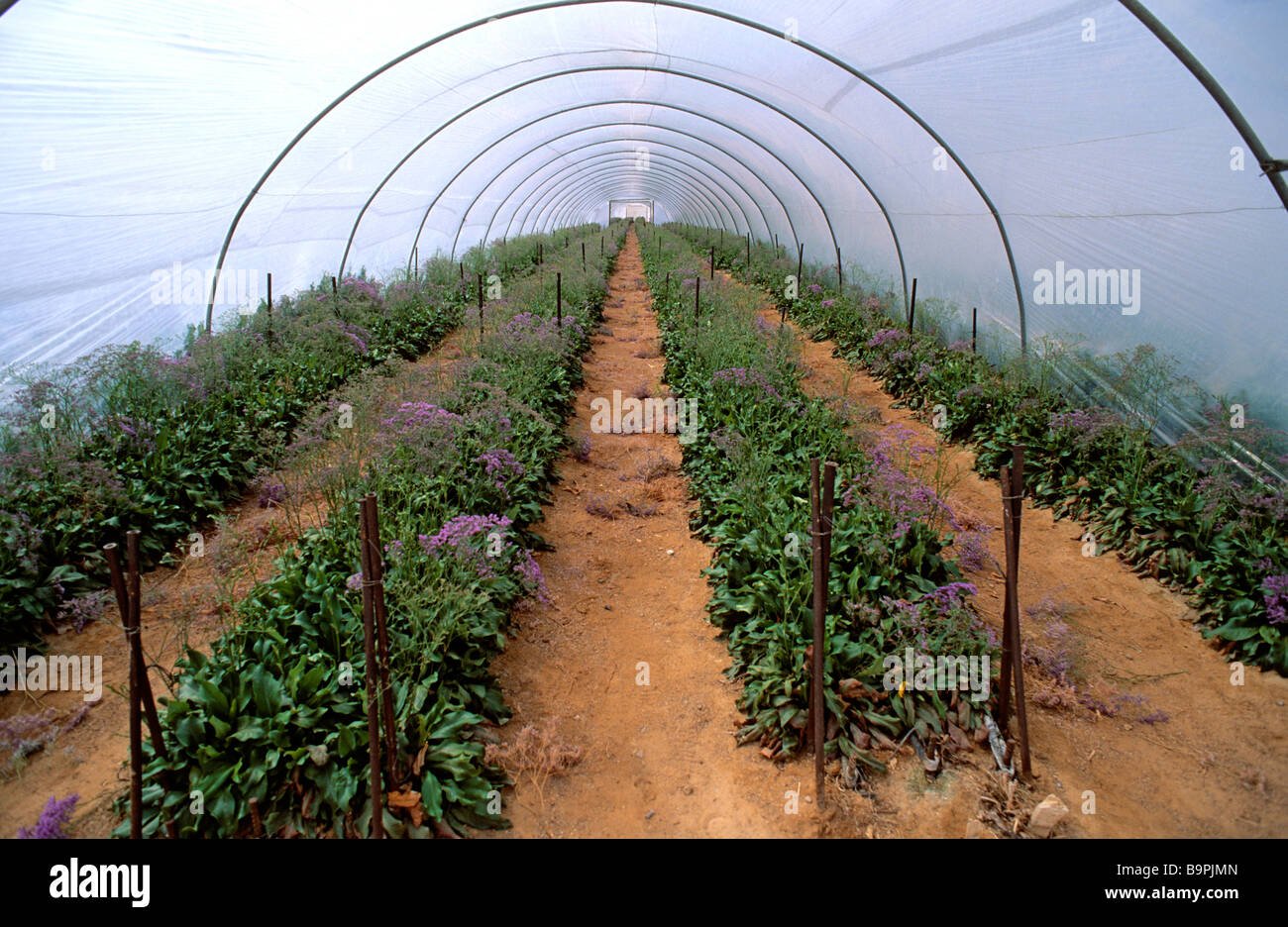 Zofar hi-res stock photography and images - Alamy