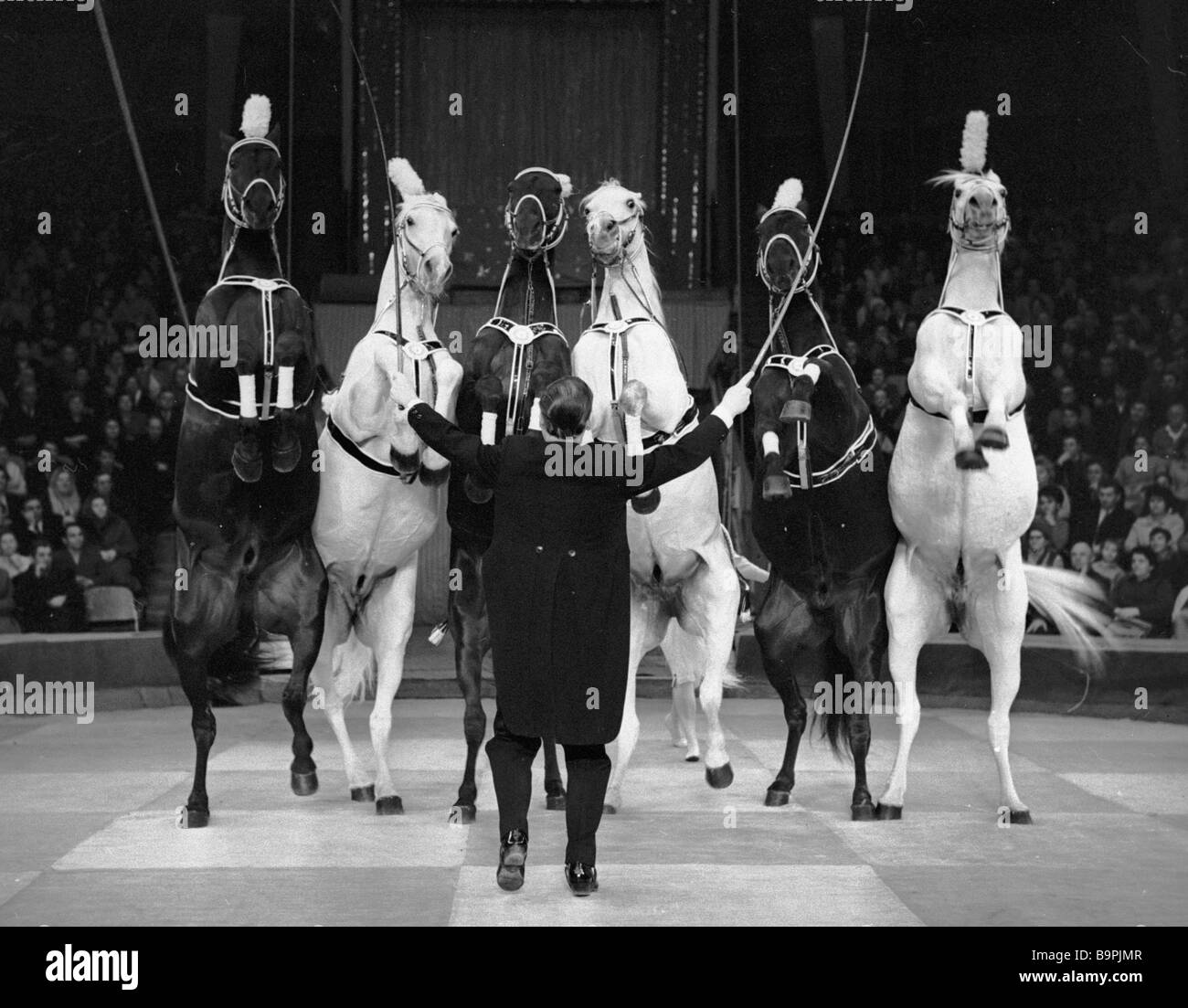 Circus Horses High Resolution Stock Photography and Images - Alamy