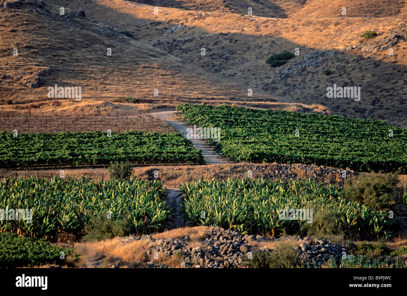 Israel, North district, Golan Heights, vineyard and banana plantation ...