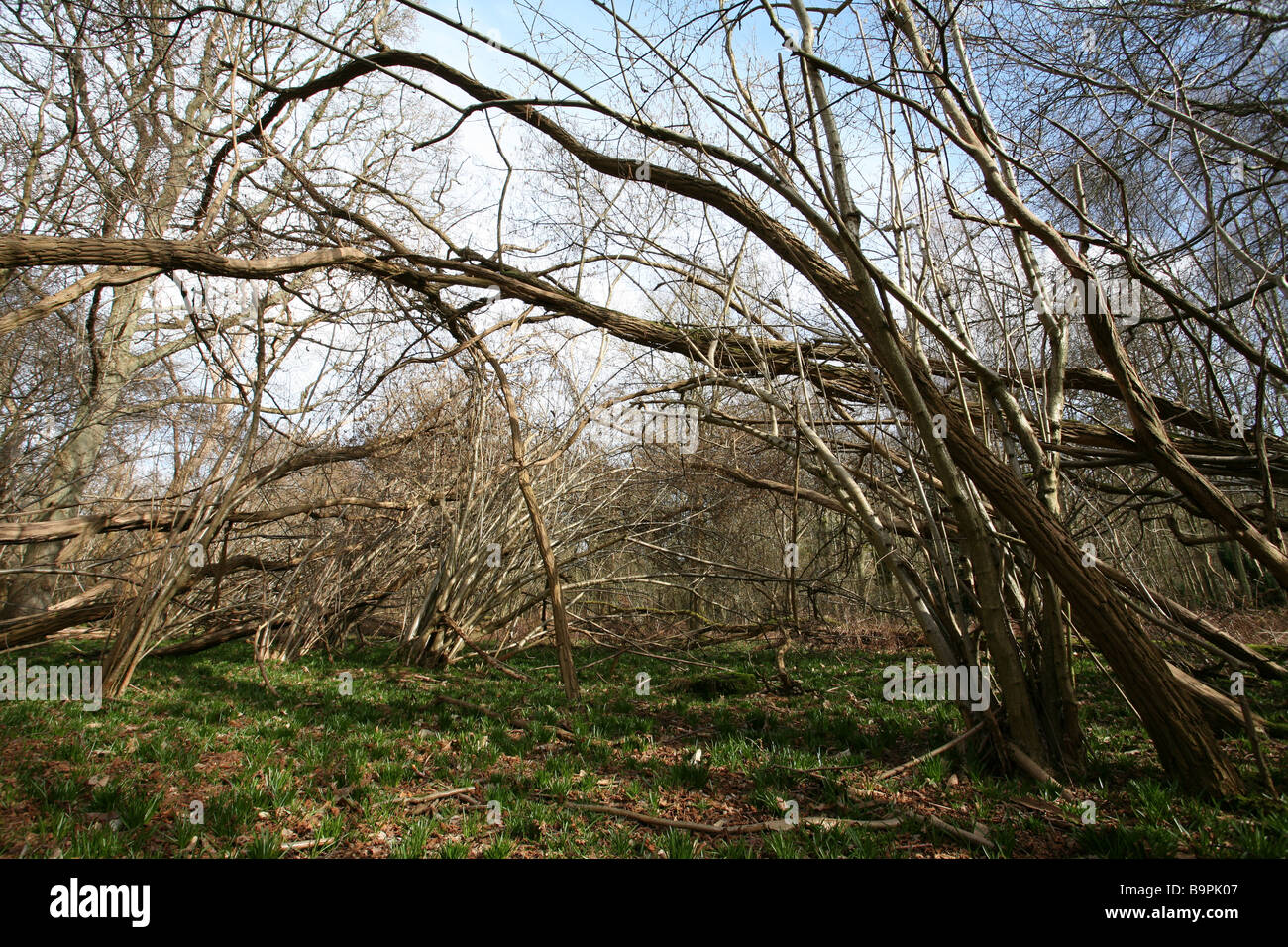 hazel and birch woodland, clustered tree trunks, Surrey, England Stock ...