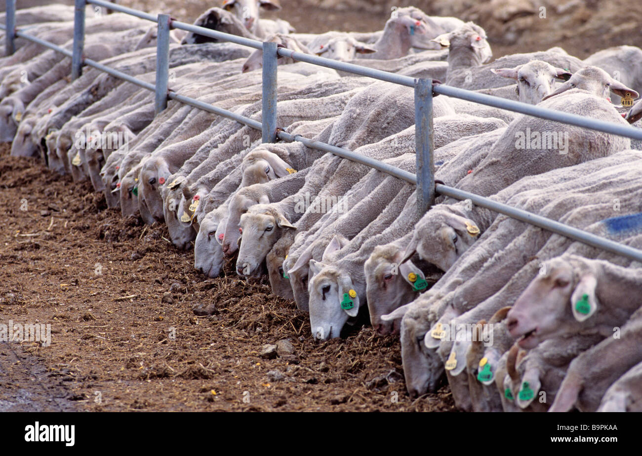 Breeding sheep hi-res stock photography and images - Alamy