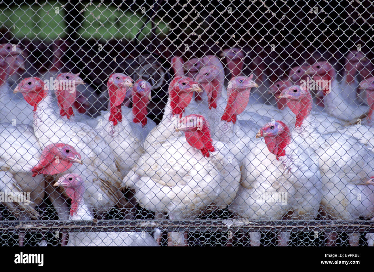 Battery hen hi-res stock photography and images - Alamy