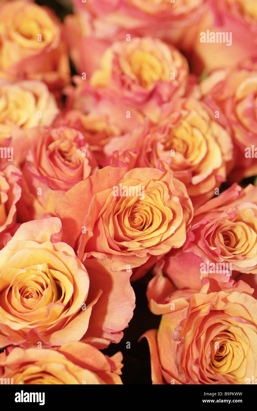 Fresh beautiful flowers of roses Stock Photo - Alamy