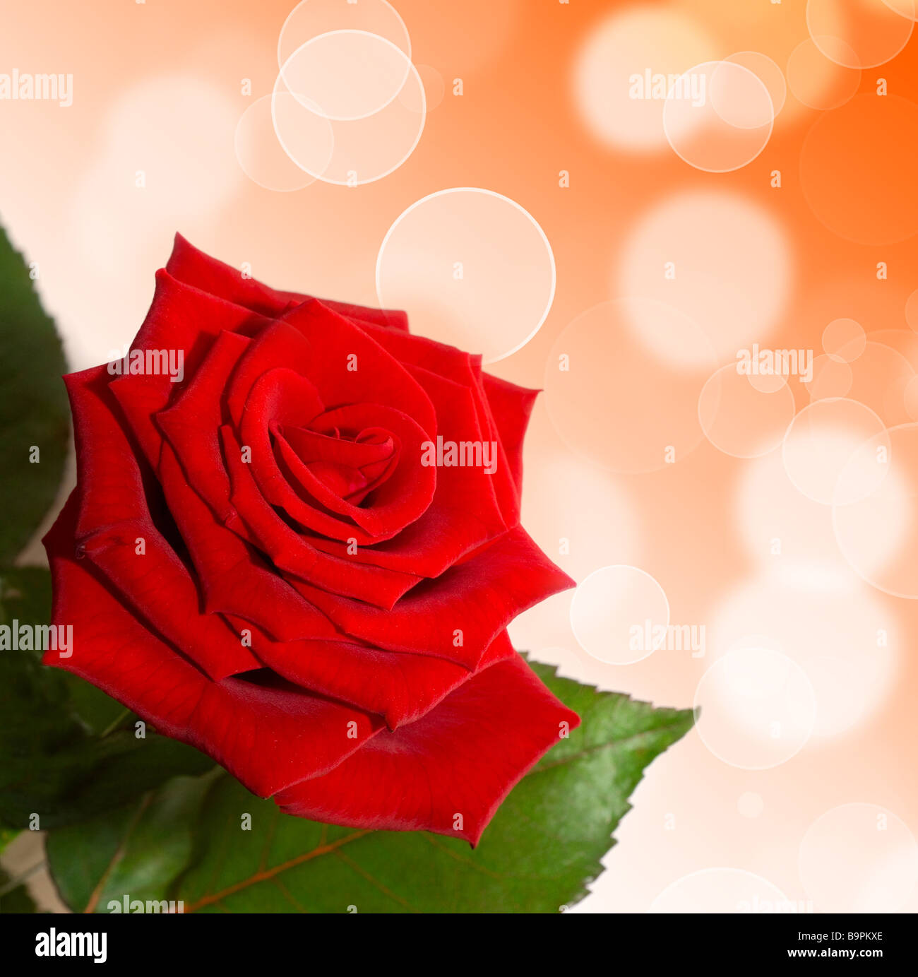 Fresh beautiful flowers of roses Stock Photo - Alamy