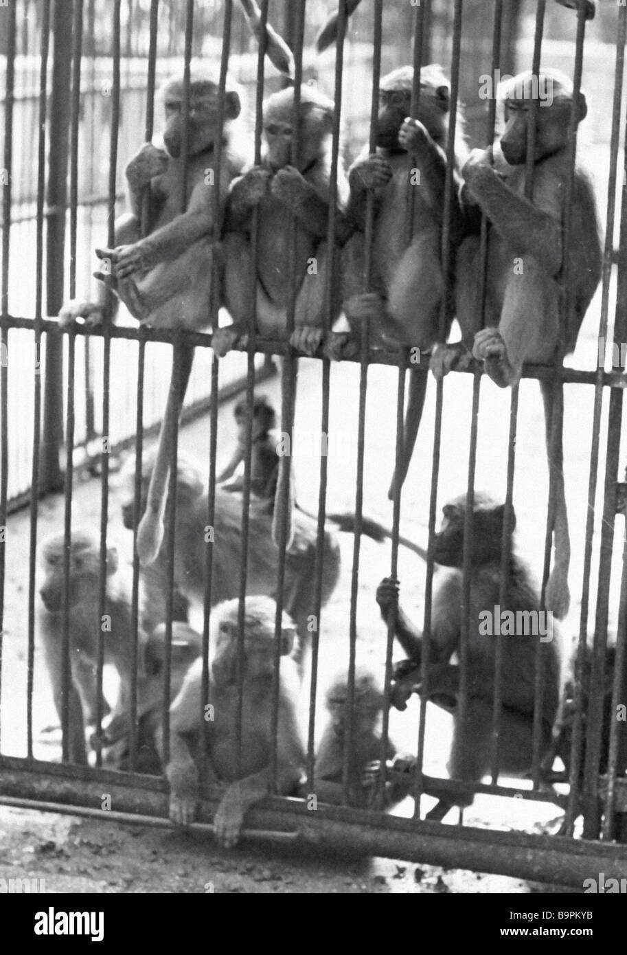 The Sukhumi monkey colony Stock Photo - Alamy