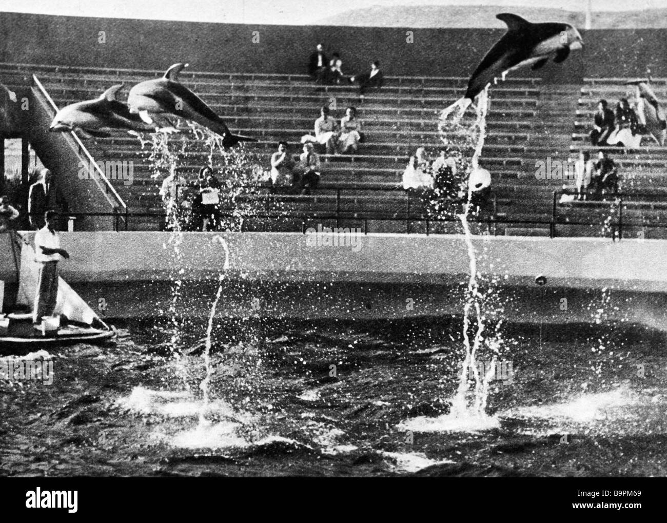 Trained whale sharks in a seaquarium Stock Photo - Alamy